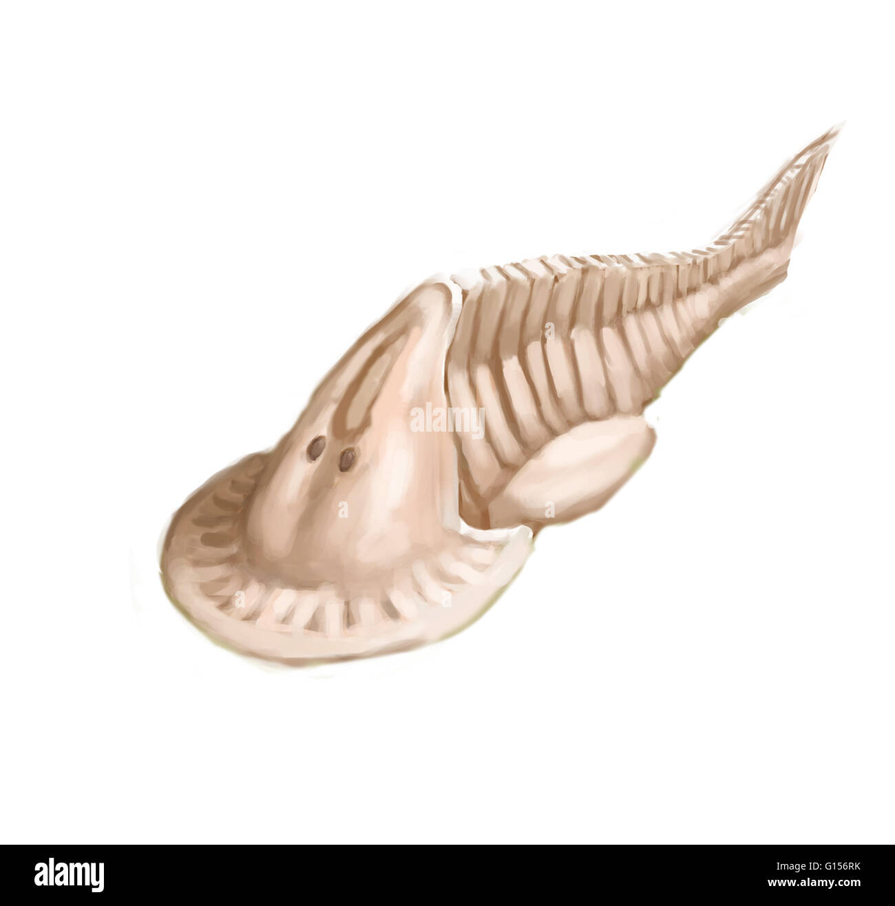 Illustration of a Hemicyclaspis Stock Photo - Alamy