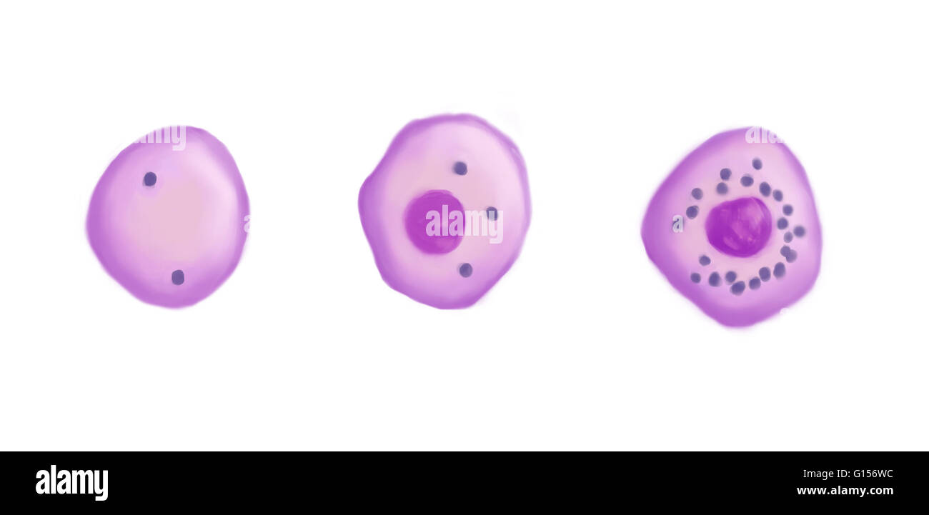 Nucleated Red Blood Cells