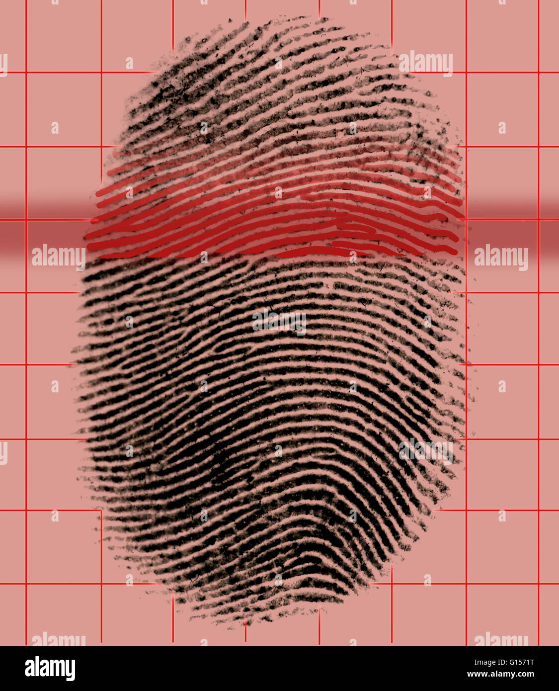 Fingerprint with the 'arch' pattern. Fingerprints are often used to ...