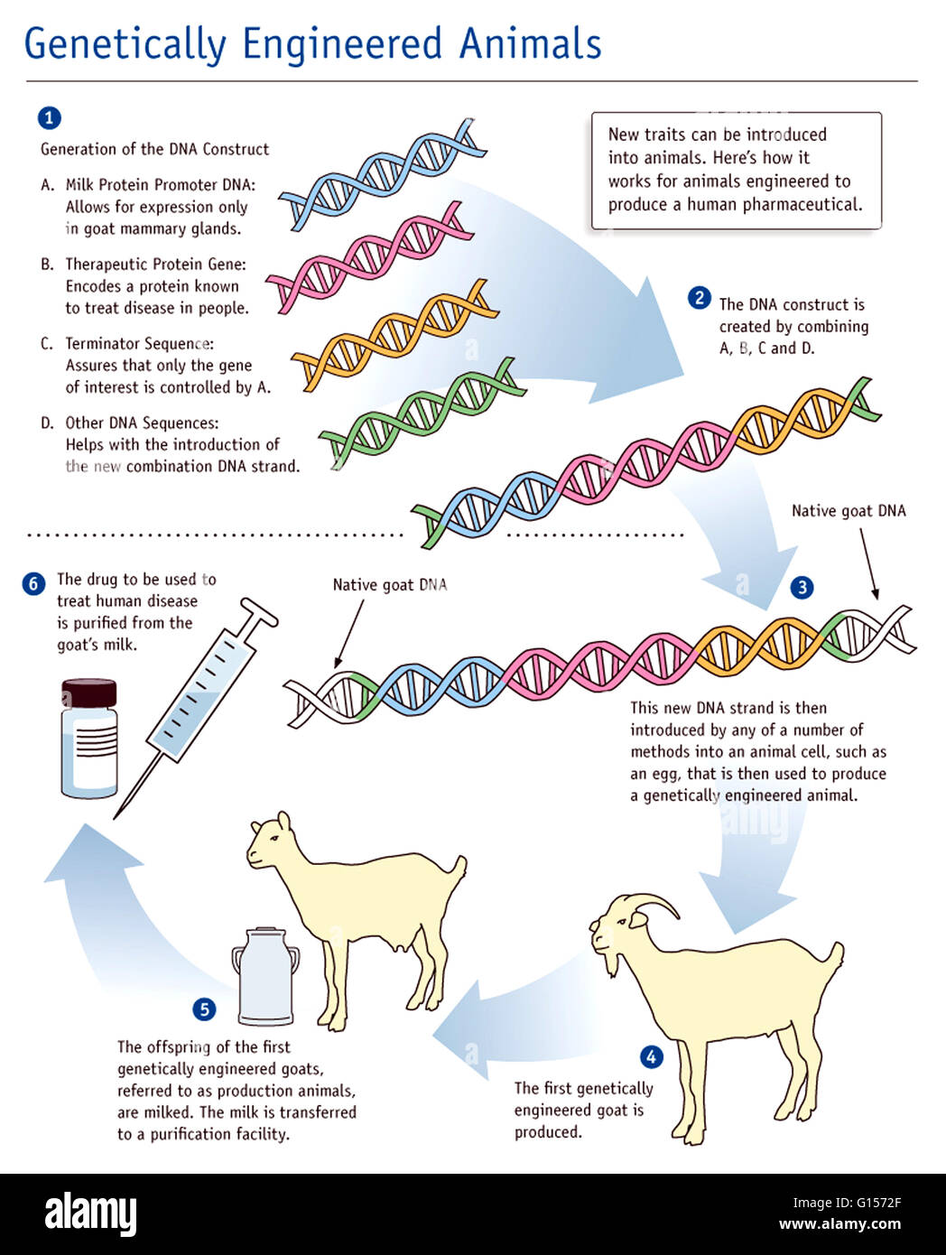 Introduction To Animal Cell Technology What Is An Animal Cell Introduction To Animal Cell Technology What Is An Animal Cell