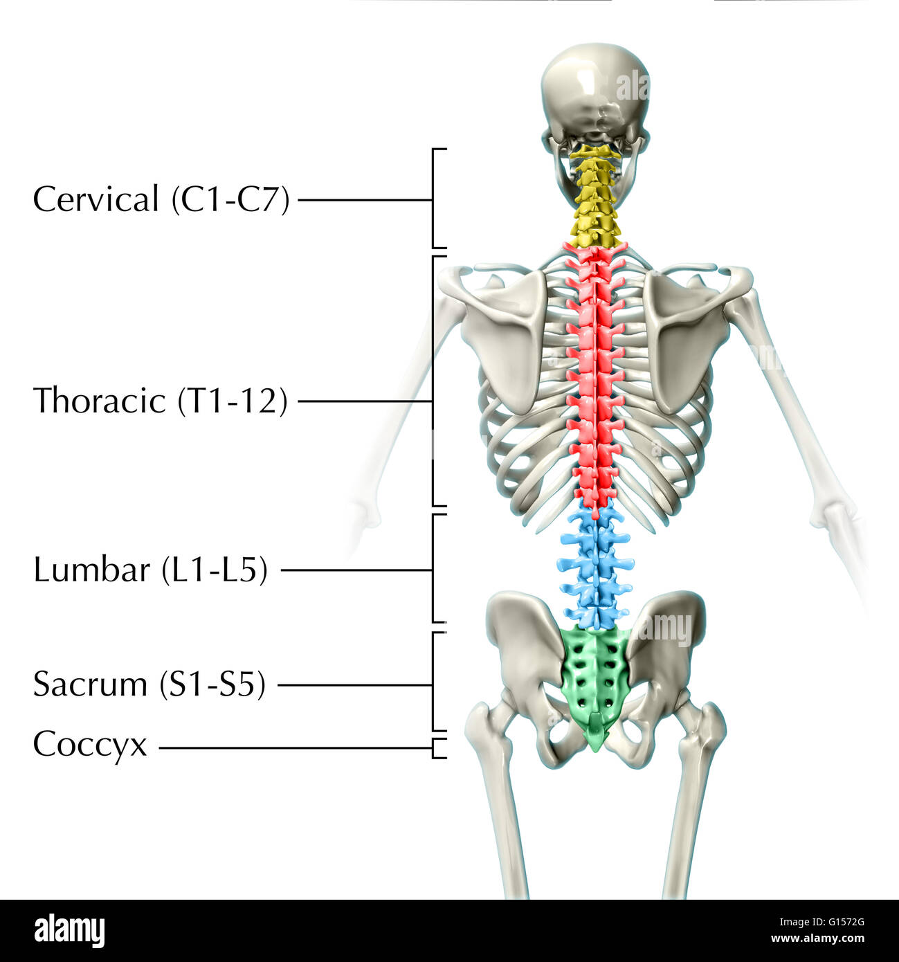 A 3D model of the human skeleton with different colors highlighting ...