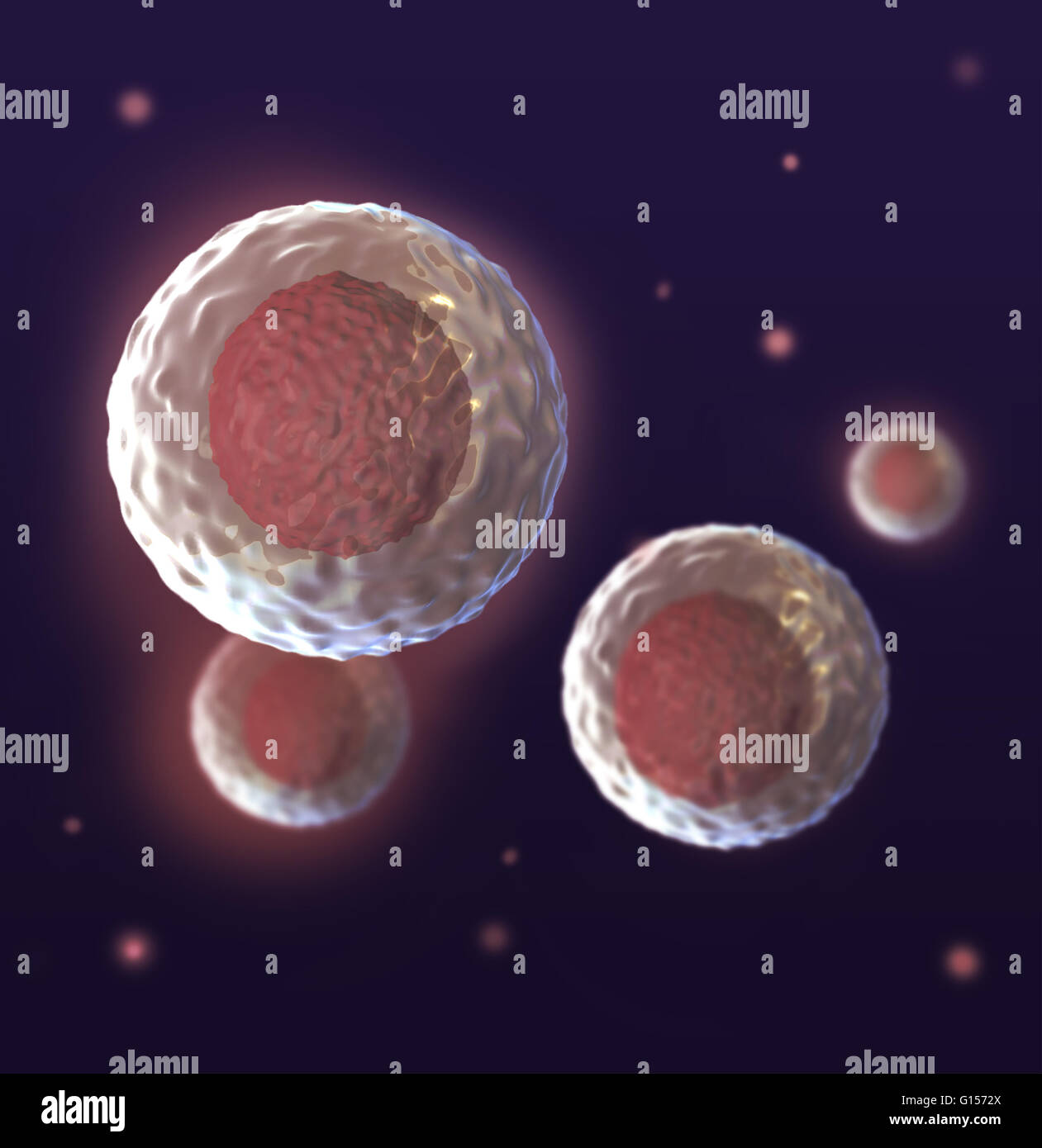 Illustration of stem cells. Stem cells can differentiate into any other ...