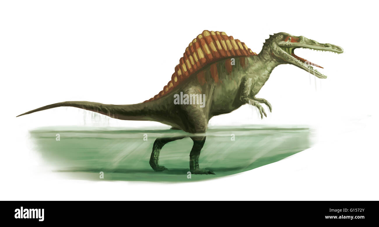 Spinosaurus (meaning "spine lizard") is a genus of theropod dinosaur ...