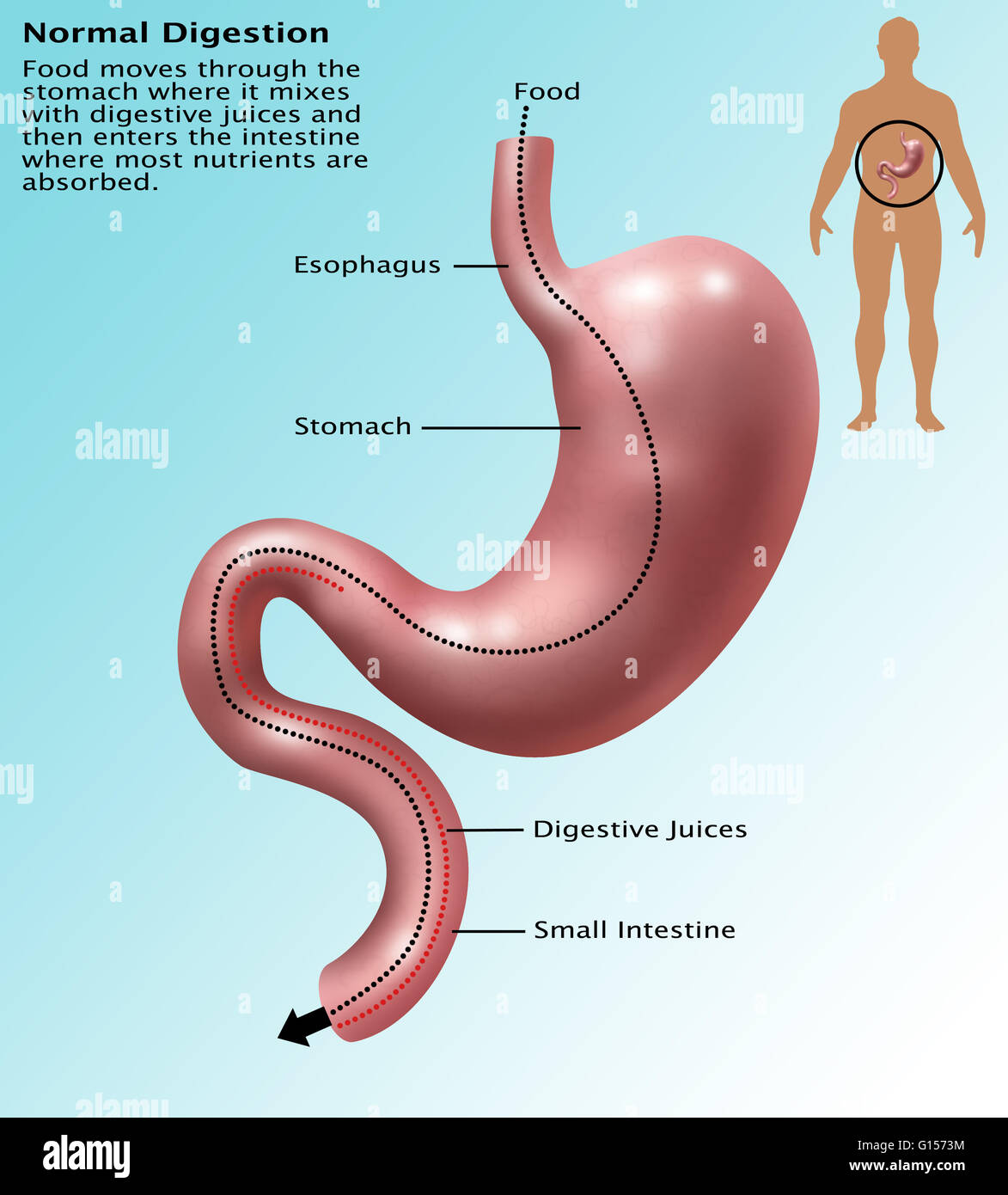 Illustration of a normal human digestive system Stock Photo - Alamy