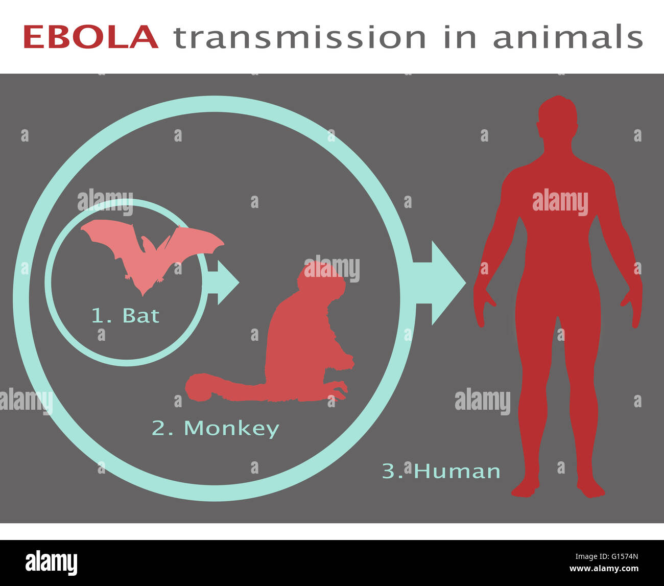 Illustration depicting animal to human transmission of ebola. The ebola ...