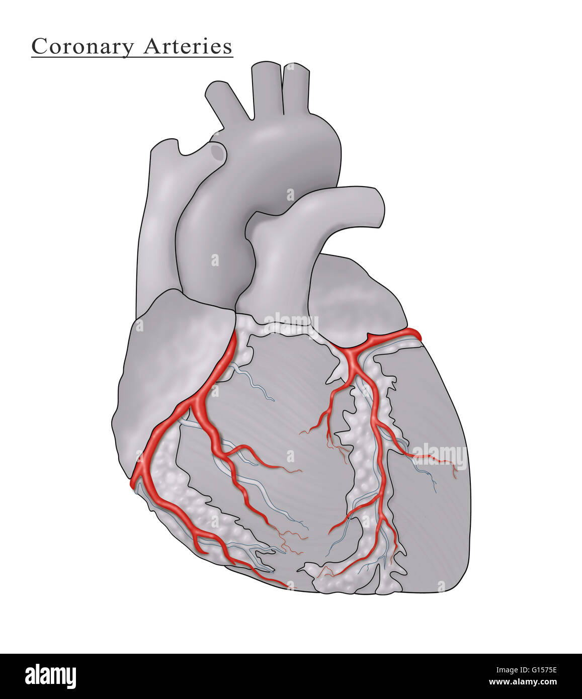 Illustration of a heart showing the coronary arteries Stock Photo - Alamy