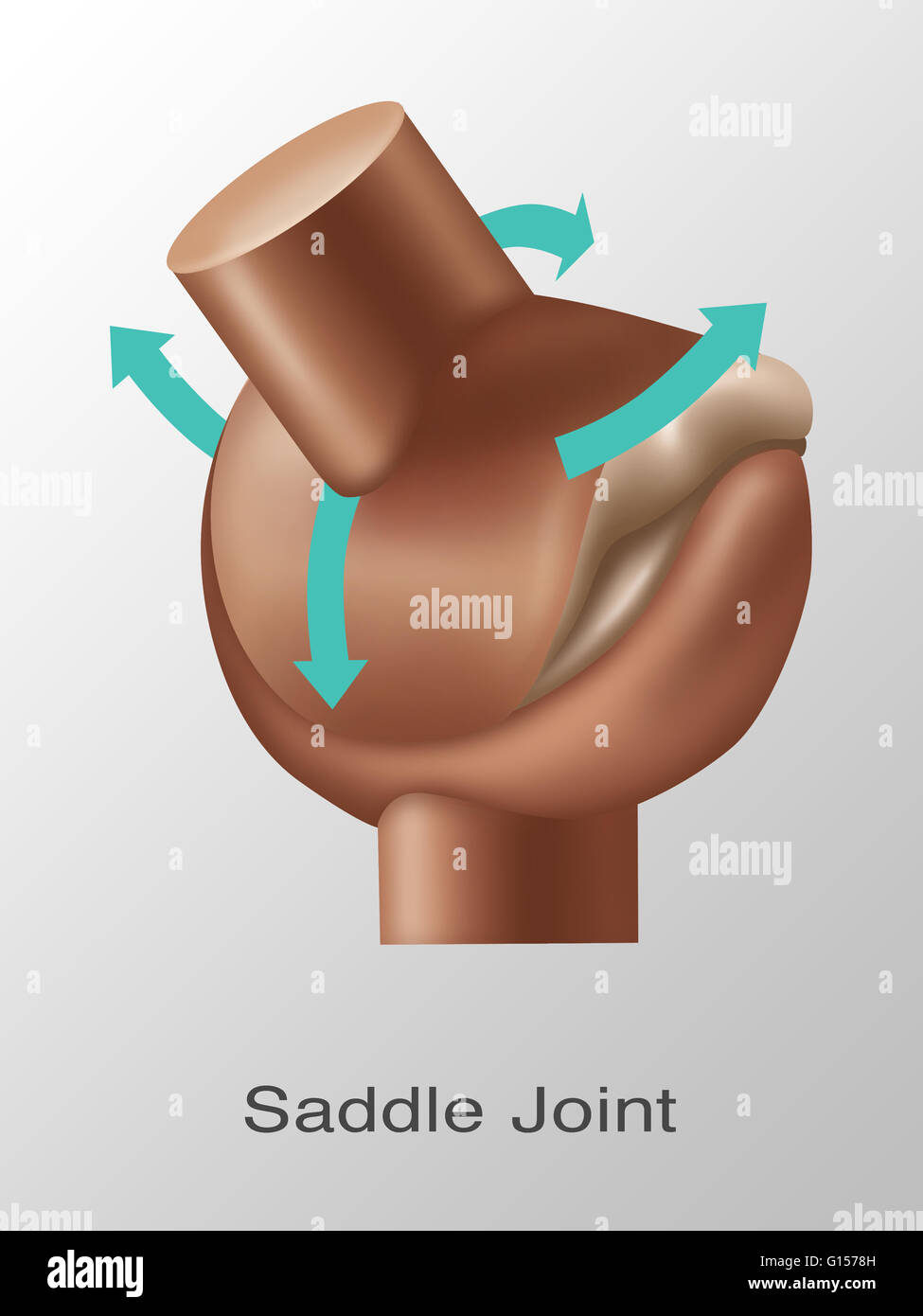 Saddle Joint