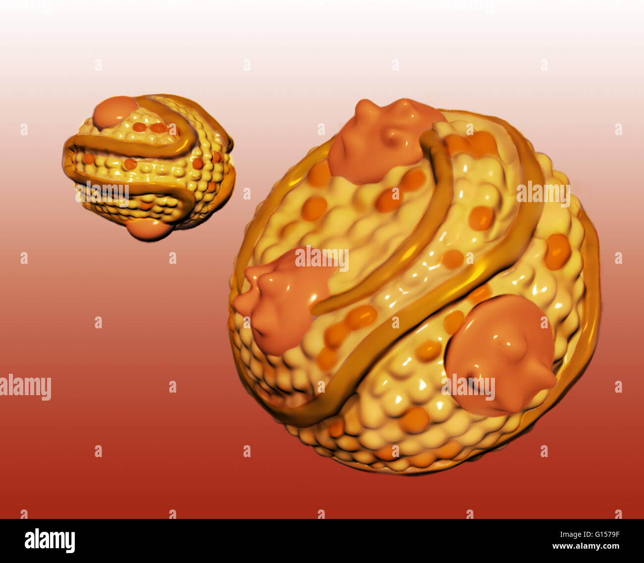 Illustration of the structure of a low-density lipoprotein (LDL ...