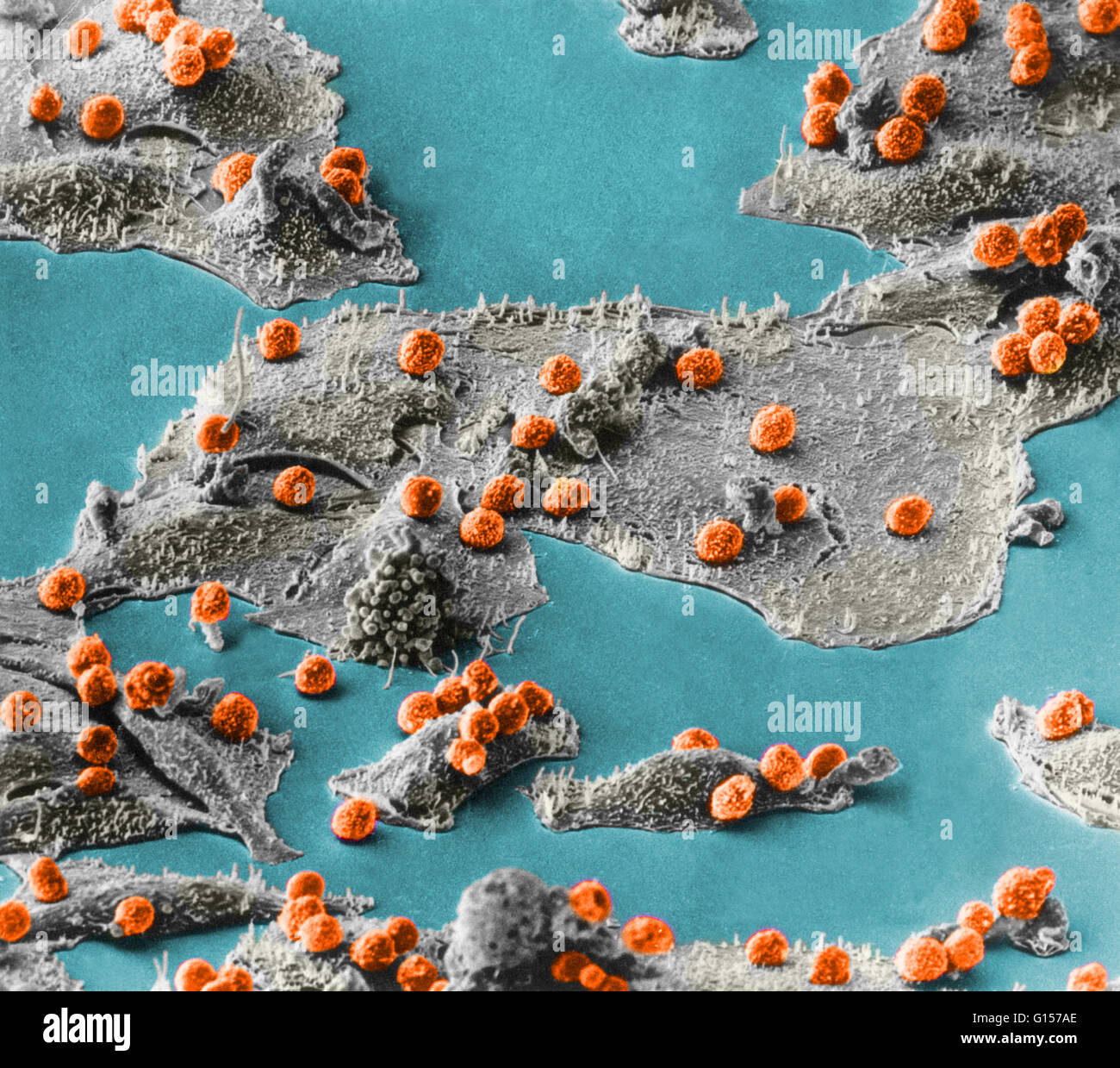 Sem red blood cells human hi-res stock photography and images - Alamy
