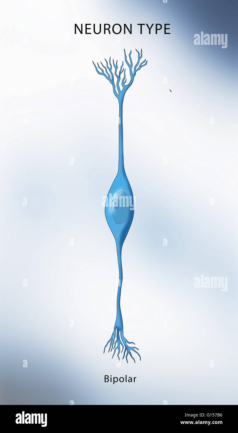 Bipolar Neuron