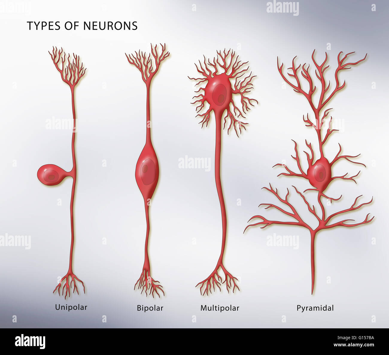 Multipolar neurons hi-res stock photography and images - Alamy