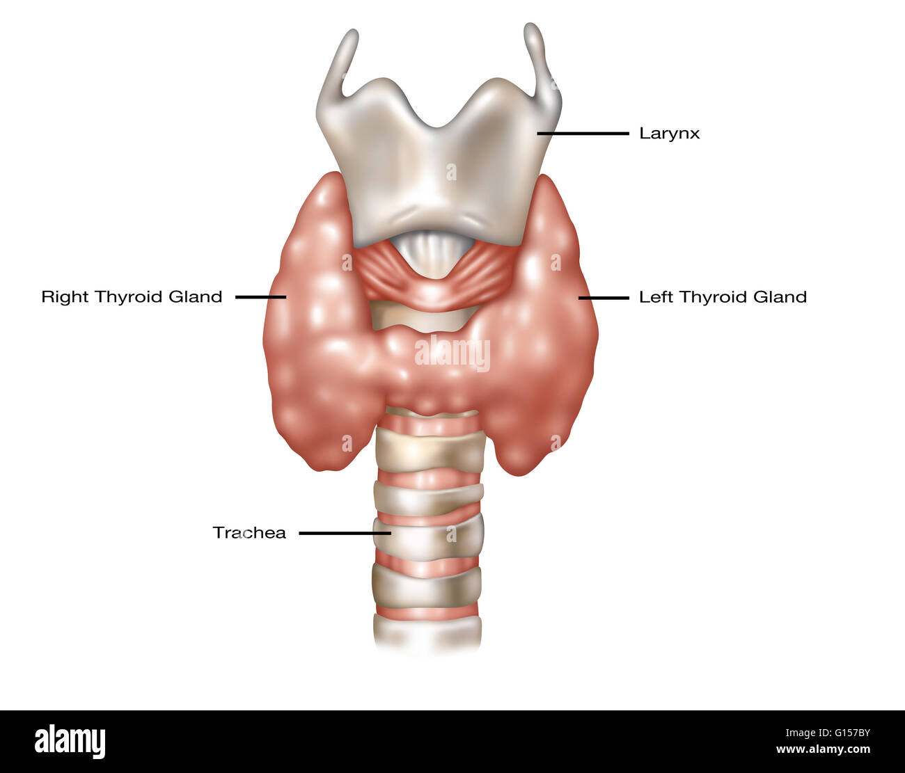 Windpipe And Thymus Gland