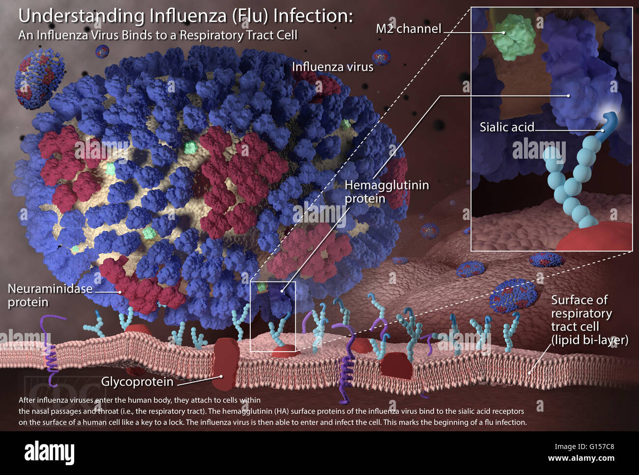 Image illustrates the very beginning stages of an influenza (flu ...