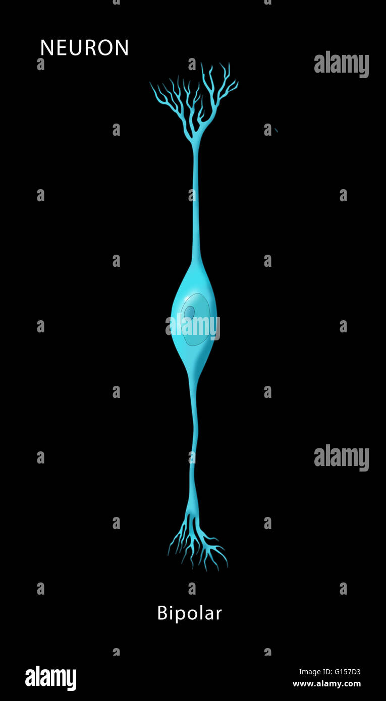 Labeled Illustration Of A Bipolar Neuron One Of The Four Basic Types