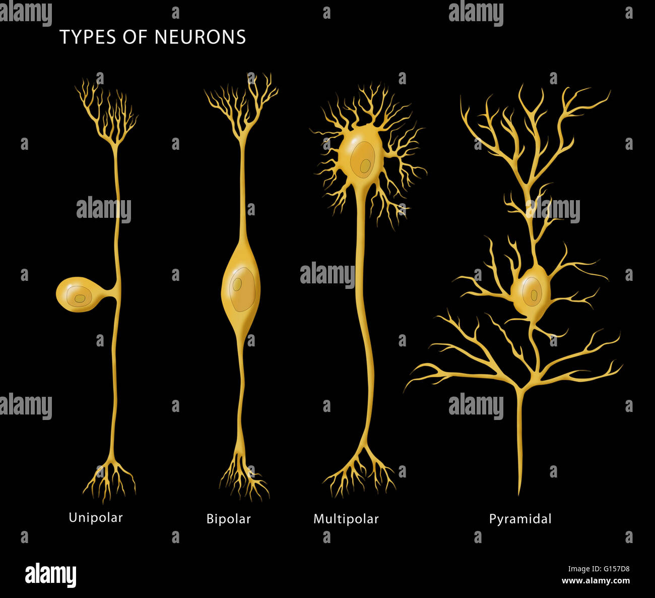 Unipolar neuron hi-res stock photography and images - Alamy Unipolar neuron hi-res stock photography and images - Alamy