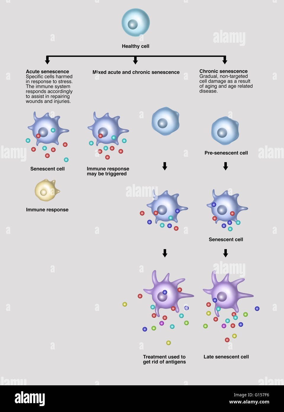 Illustration comparing various degrees of cell senescence. Acute ...