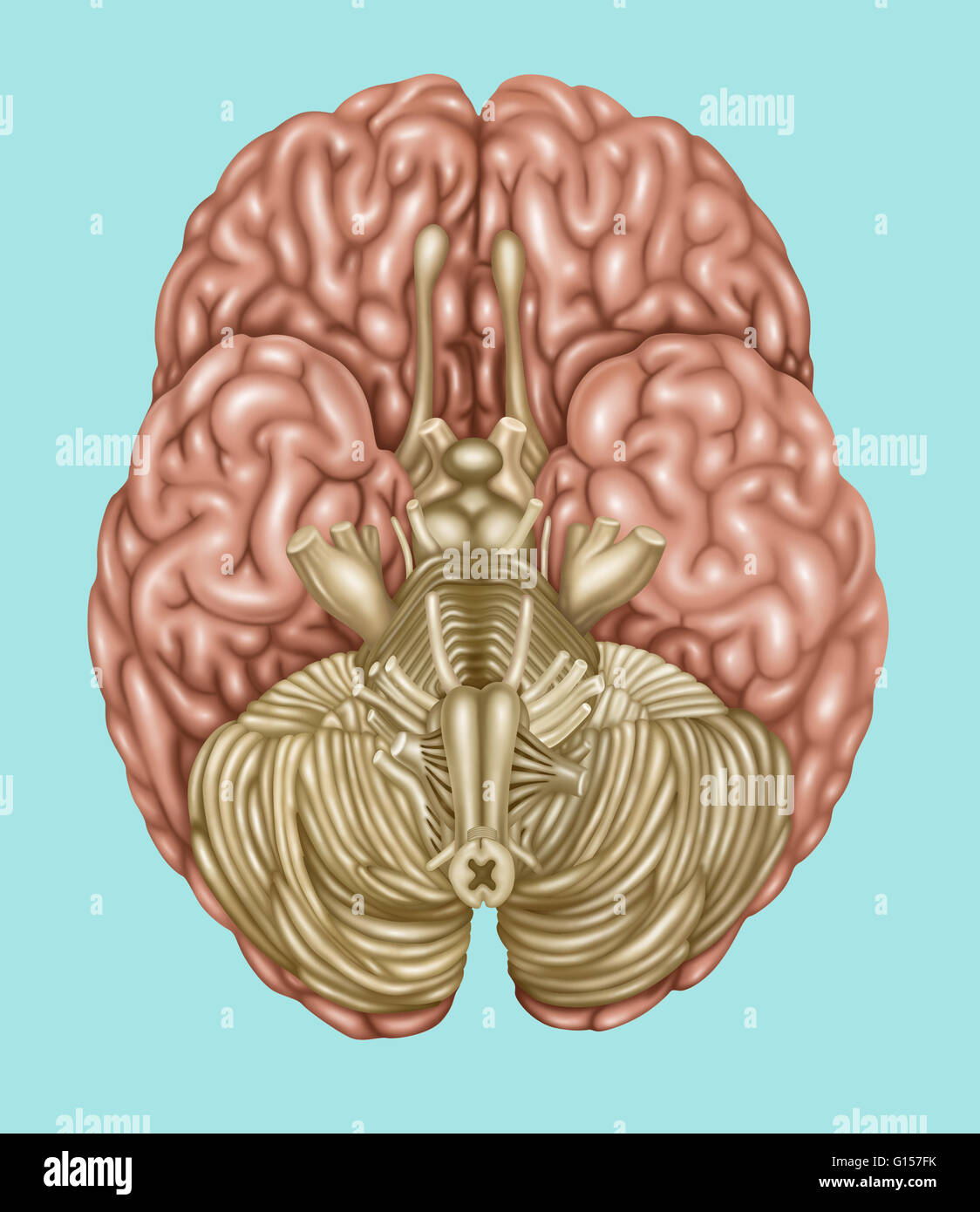 Illustration showing anatomy of the brain, inferior (underside) view ...