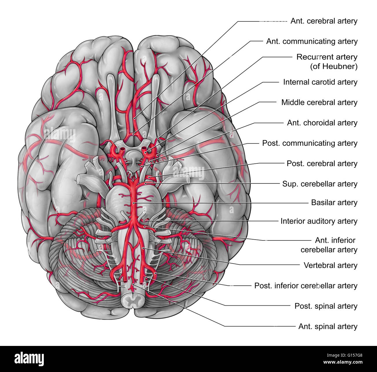Brain Inferior View