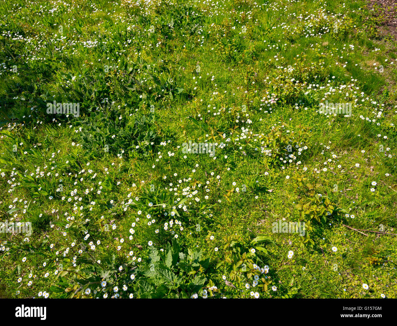 Sunny grass texture on lawn hi-res stock photography and images - Alamy