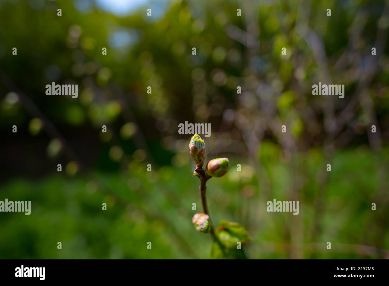 First leaf growth hi-res stock photography and images - Alamy