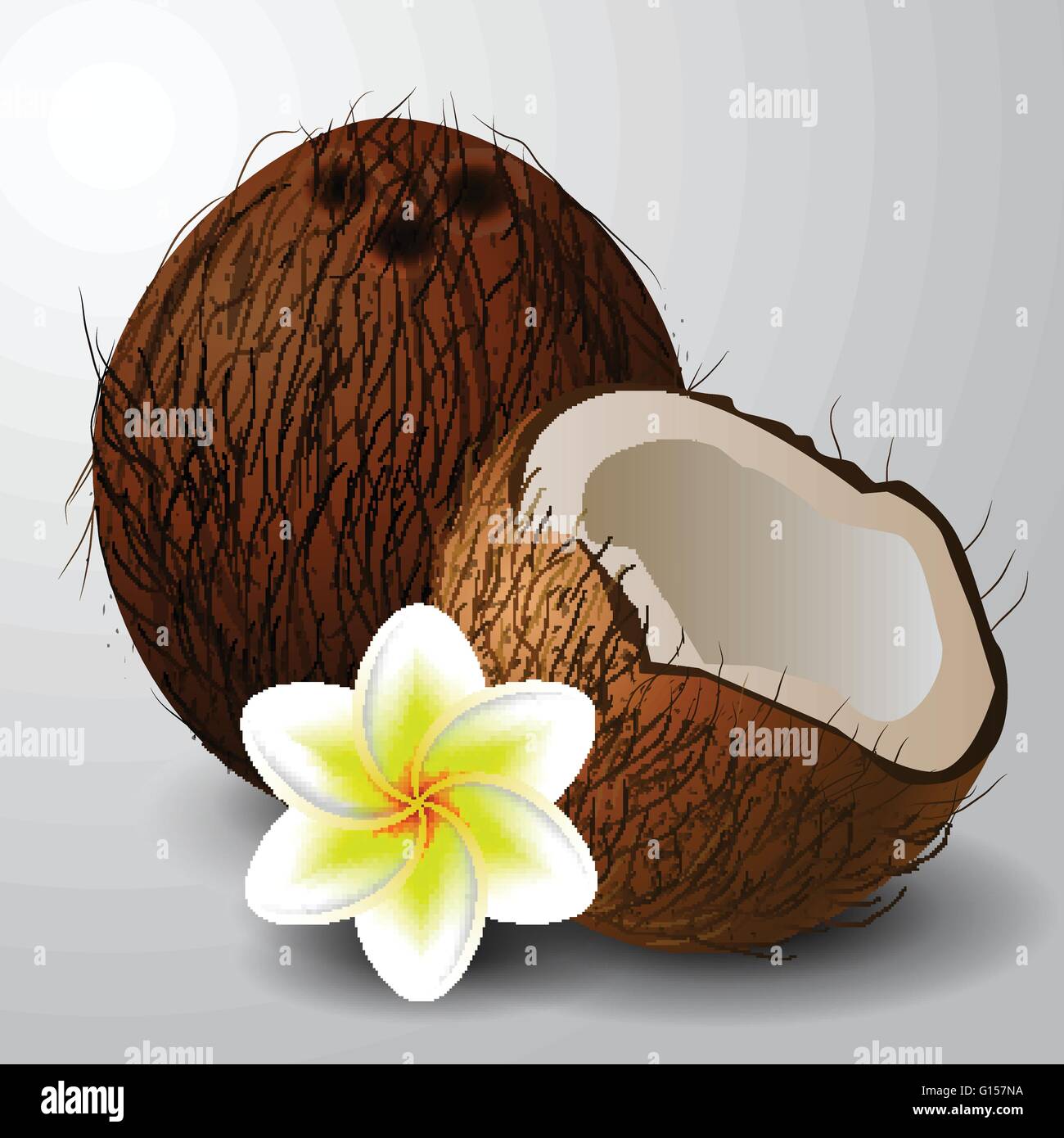 Closeup coconut flower Stock Vector Images - Alamy