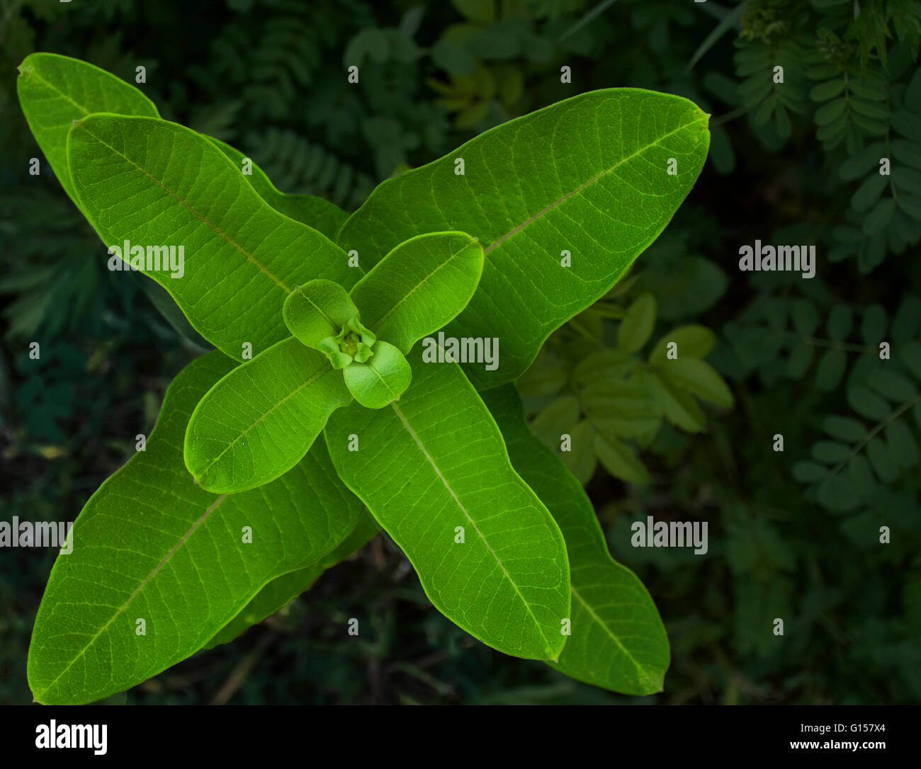 Green weeds hi-res stock photography and images - Alamy