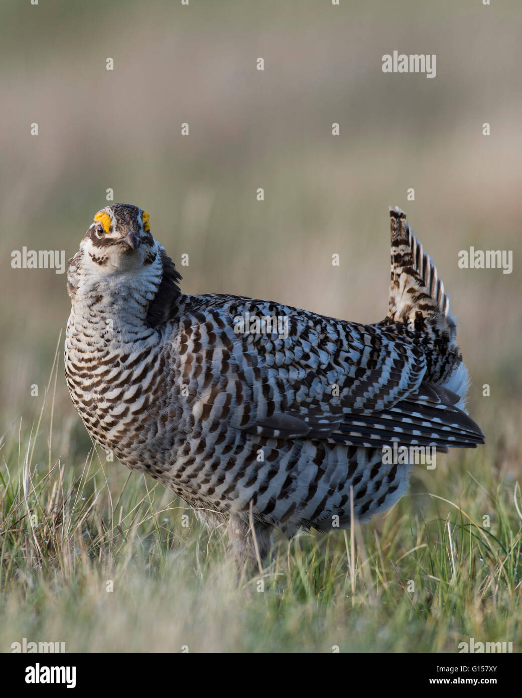 Hybrid grouse hi-res stock photography and images - Alamy