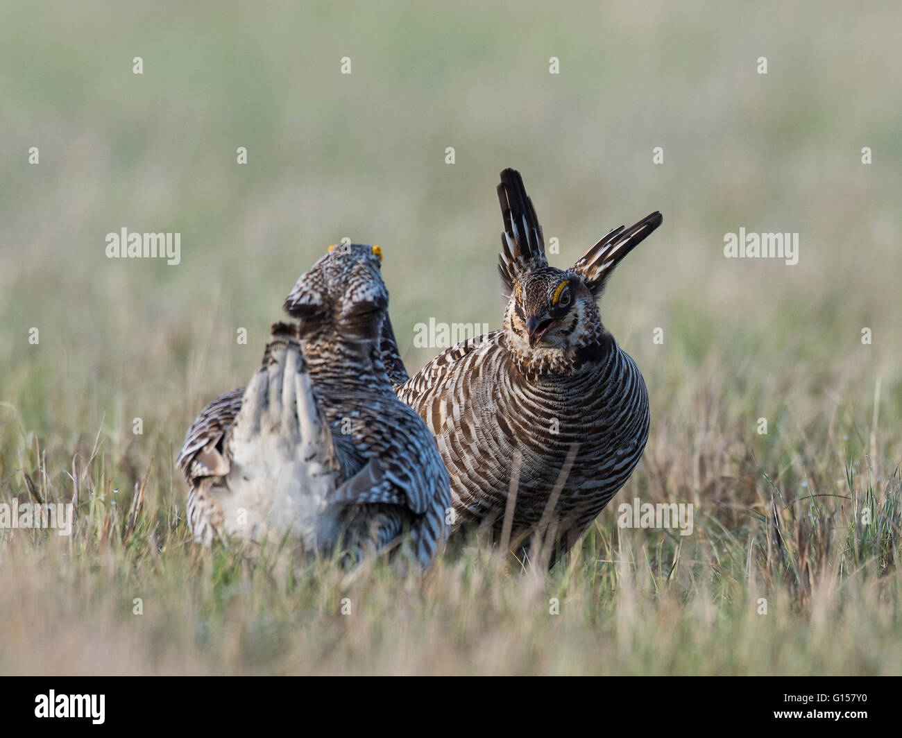 Hybrid grouse hi-res stock photography and images - Alamy