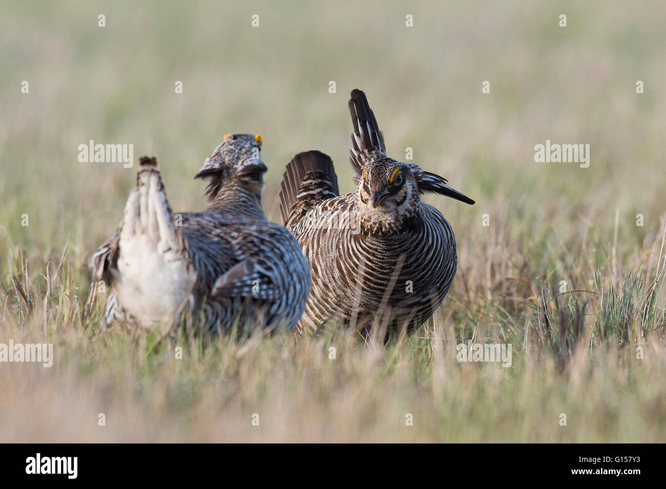 Wild Hybrid Sharptail Grouse Prairie Chicken Stock Photo - Alamy