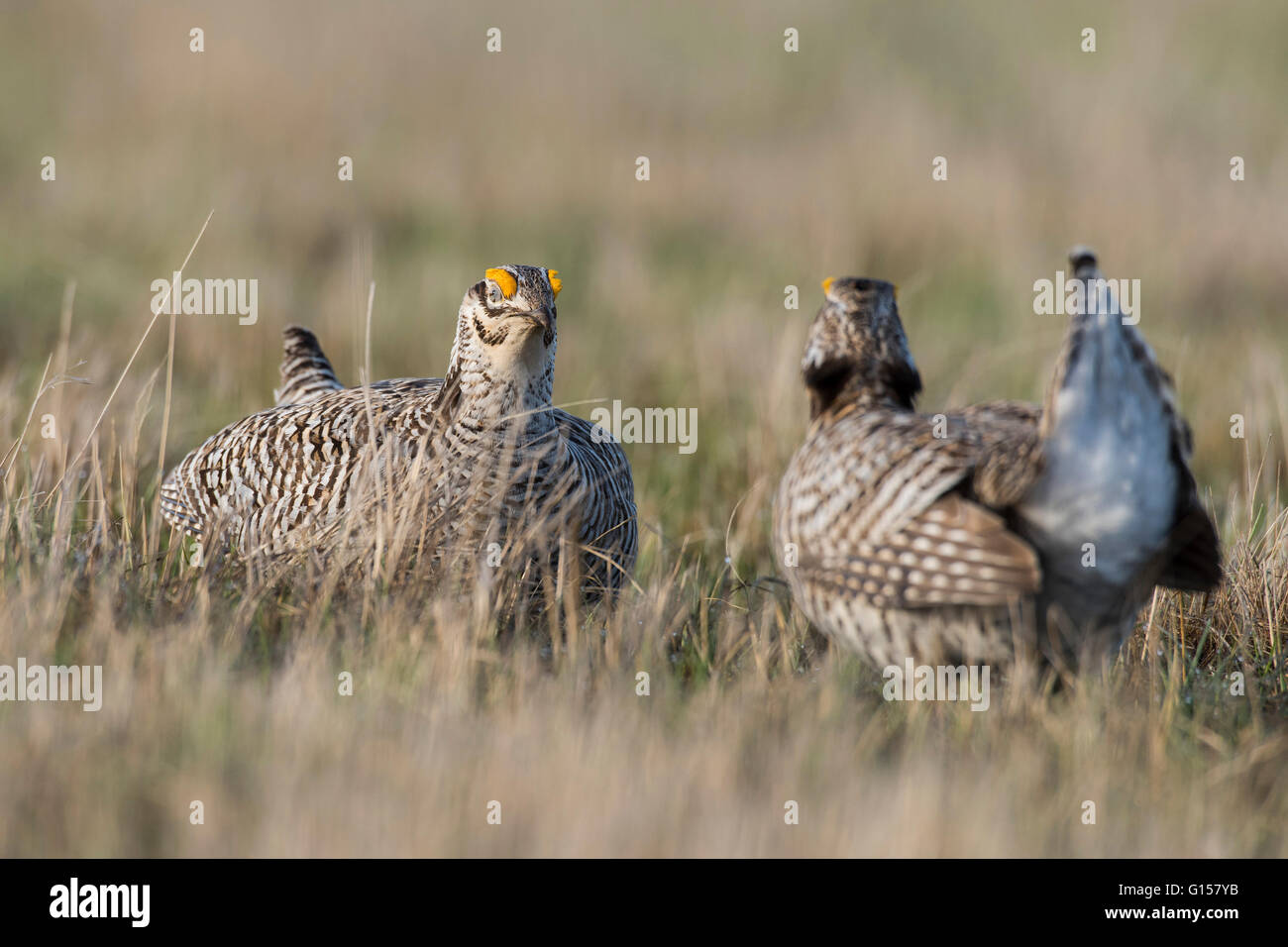 Hybrid grouse hi-res stock photography and images - Alamy