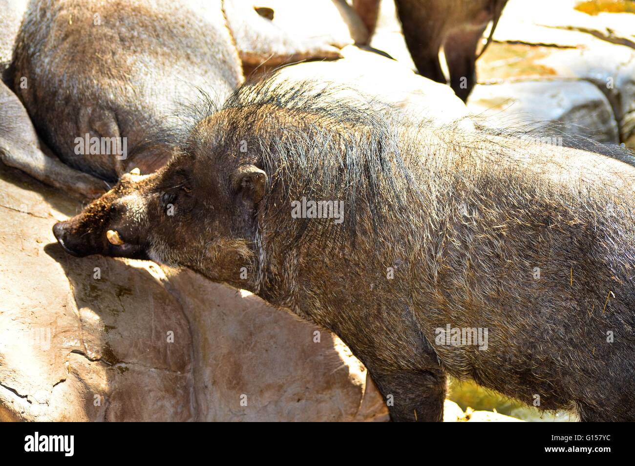 Visayan Warty Pig Stock Photo - Alamy