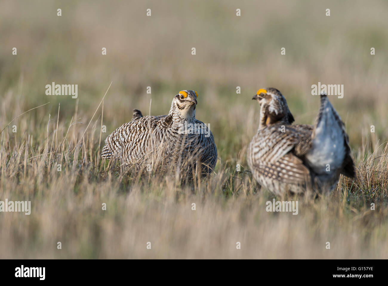 Wild Hybrid Sharptail Grouse Prairie Chicken Stock Photo - Alamy