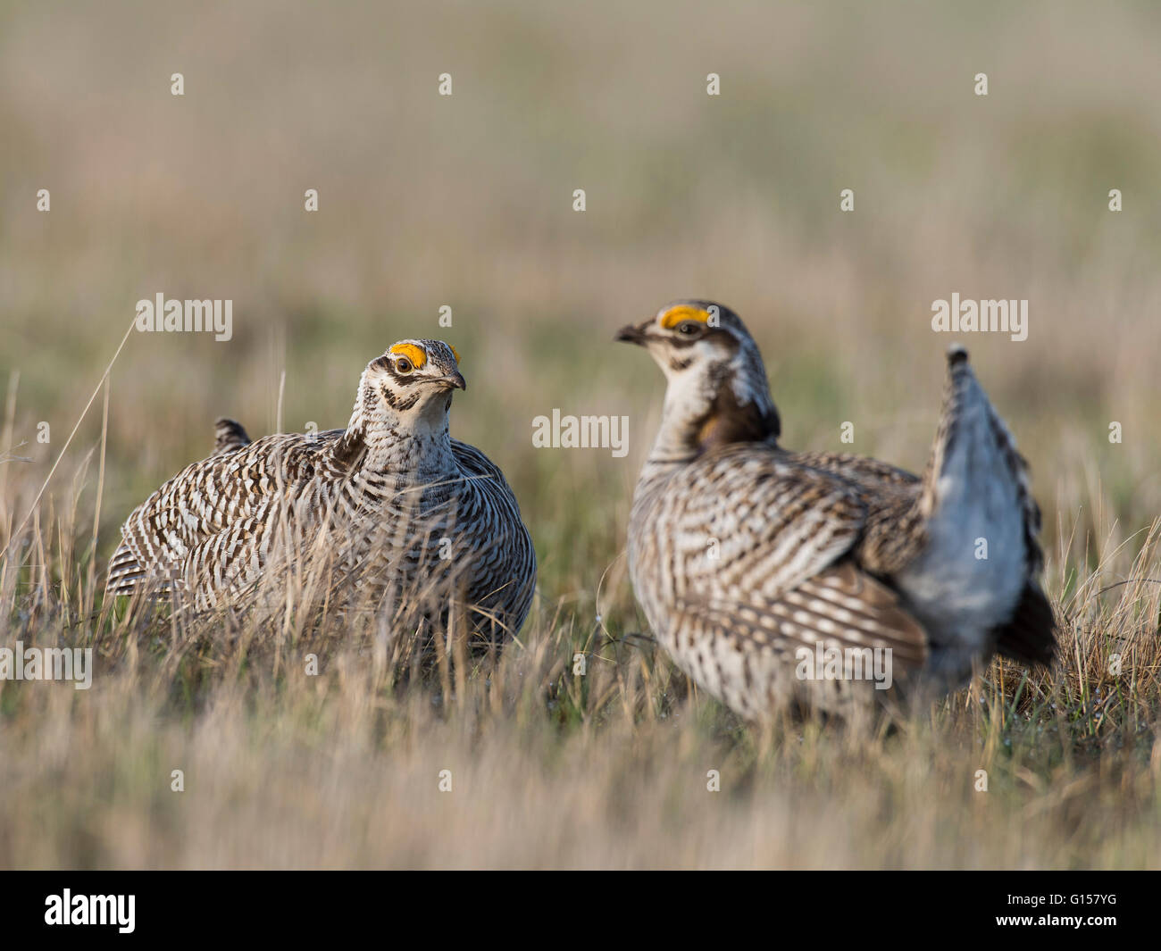 Wild Hybrid Sharptail Grouse Prairie Chicken Stock Photo - Alamy