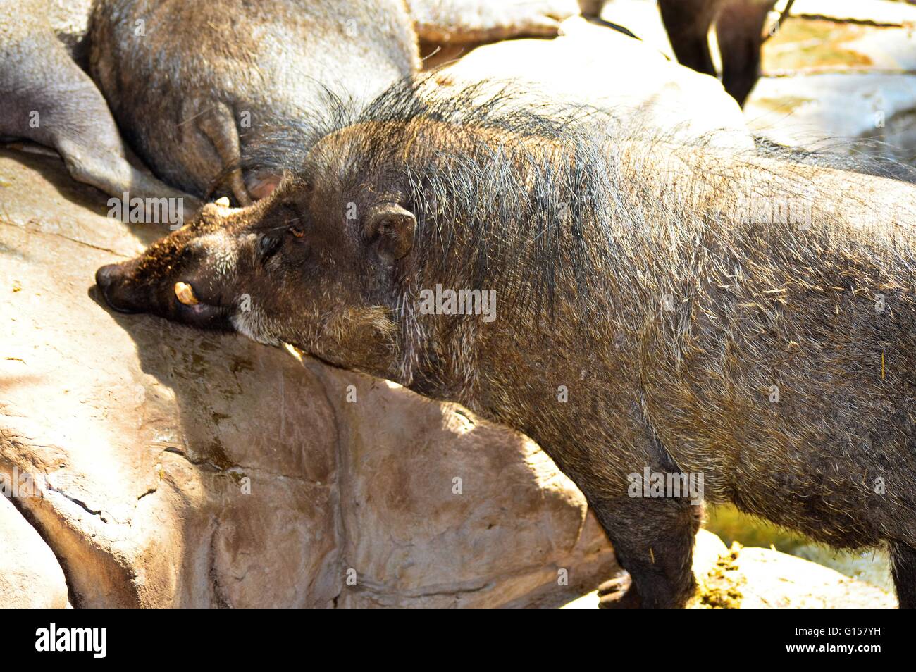 Visayan Warty Pig Stock Photo - Alamy