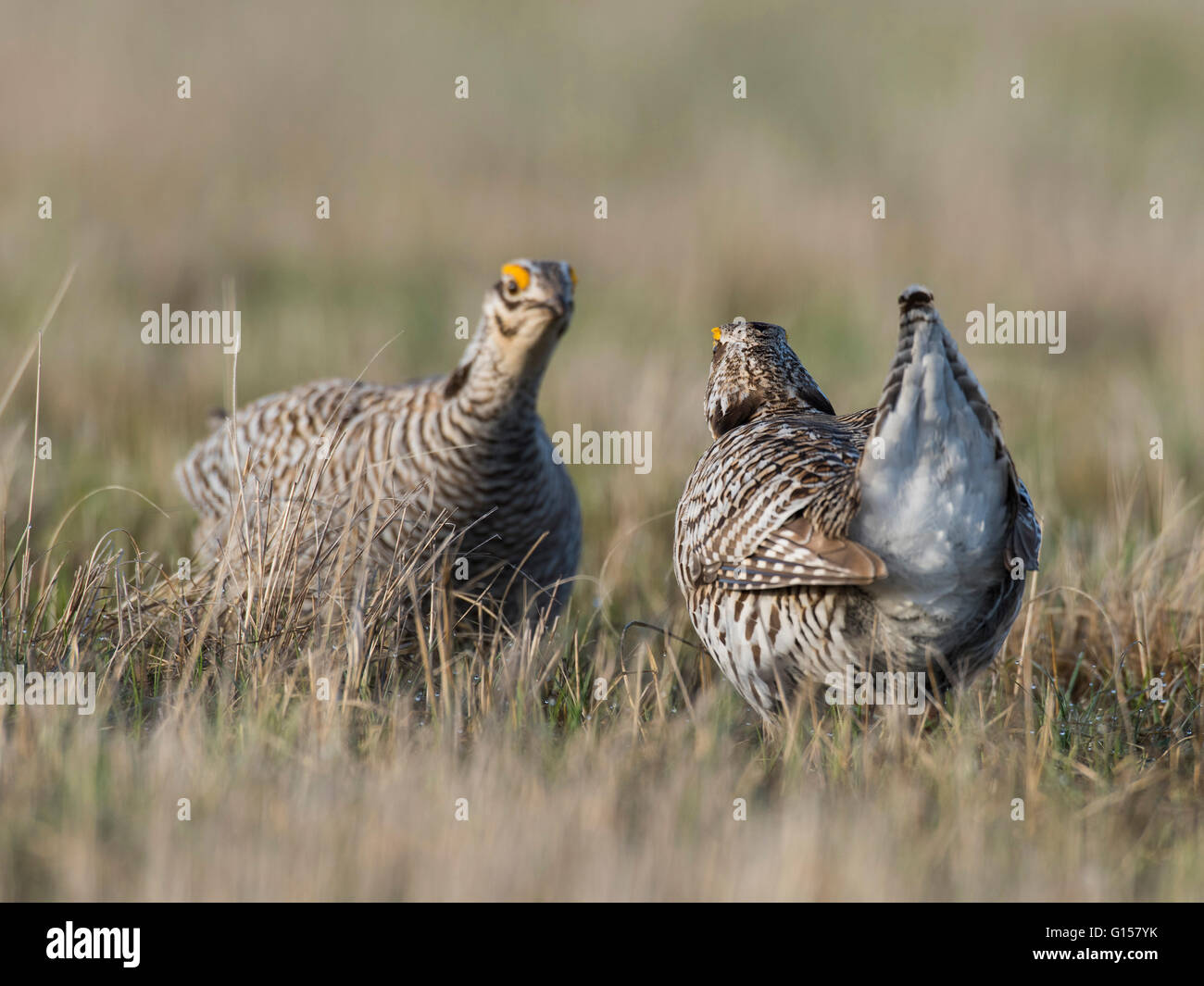 Wild Hybrid Sharptail Grouse Prairie Chicken Stock Photo - Alamy