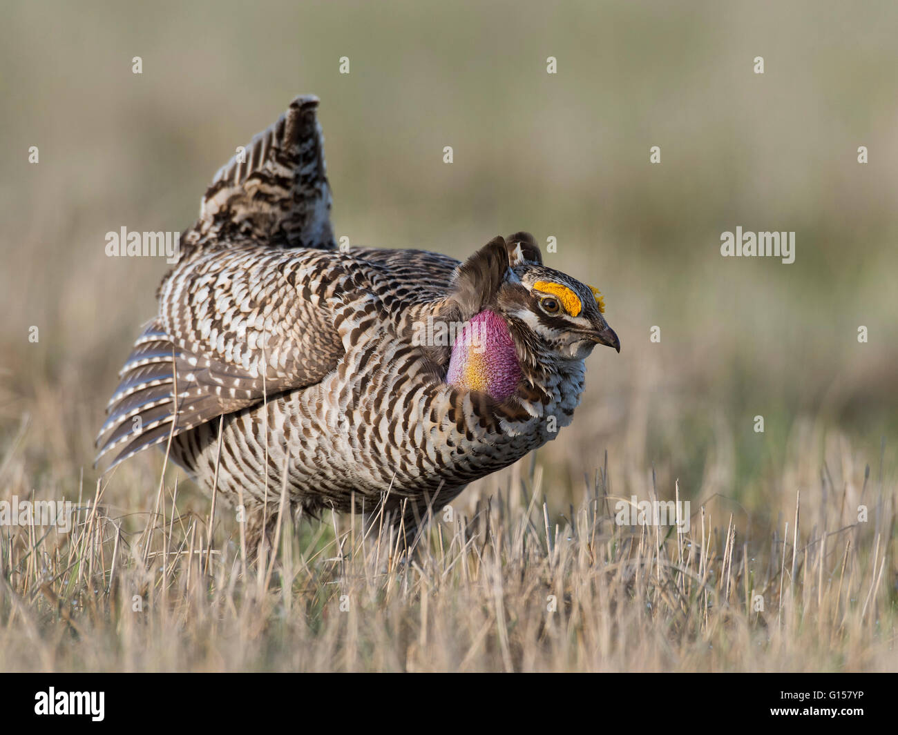 Wild Hybrid Sharptail Grouse Prairie Chicken Stock Photo - Alamy