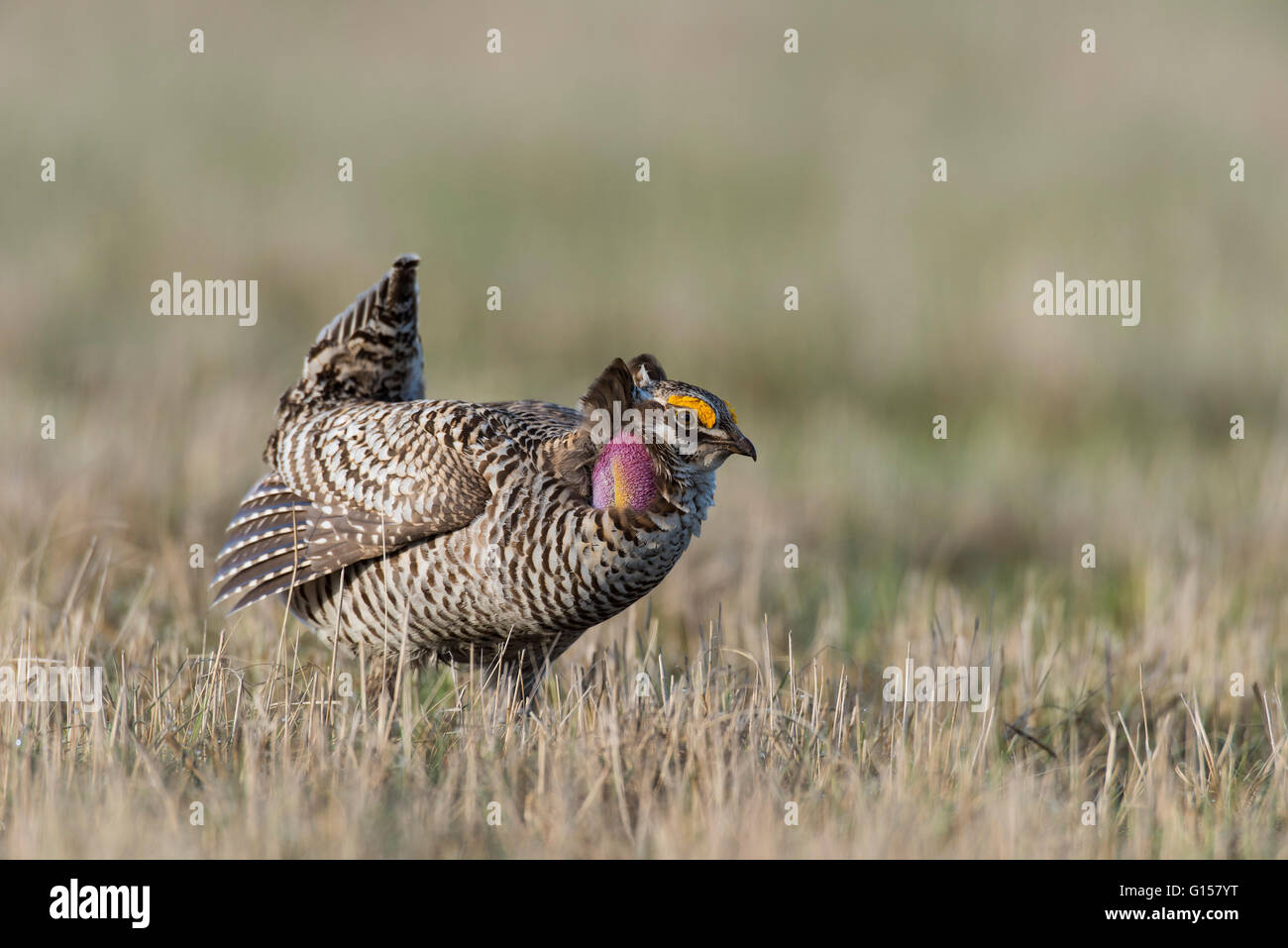 Wild Hybrid Sharptail Grouse Prairie Chicken Stock Photo - Alamy