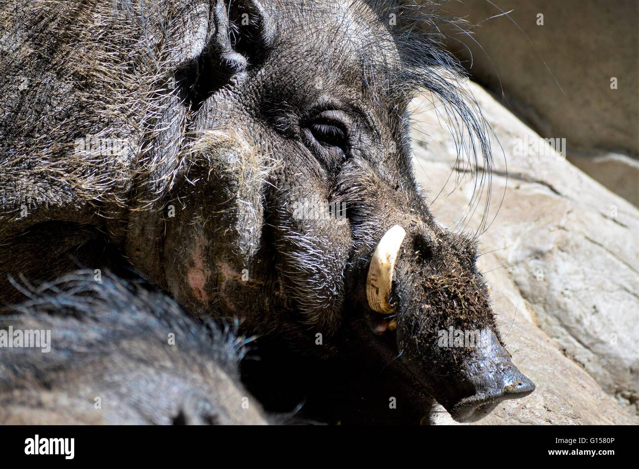 Visayan Warty Pig Stock Photo - Alamy