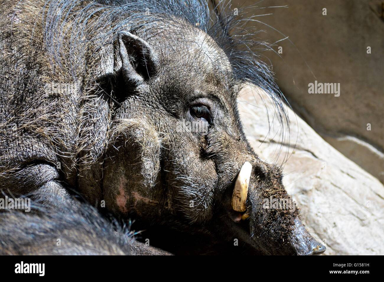 Visayan Warty Pig Stock Photo - Alamy