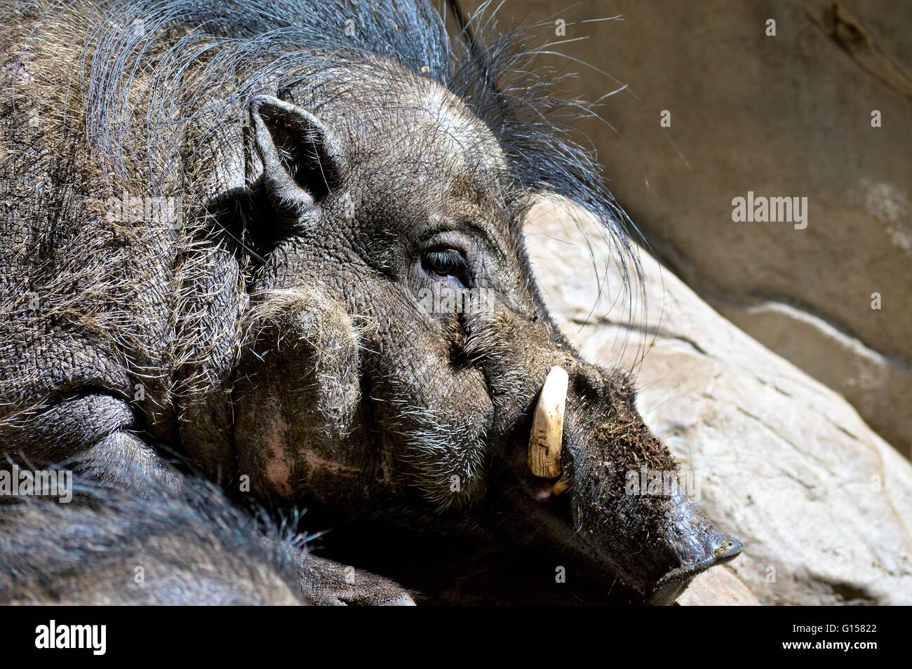 Visayan Warty Pig Stock Photo - Alamy
