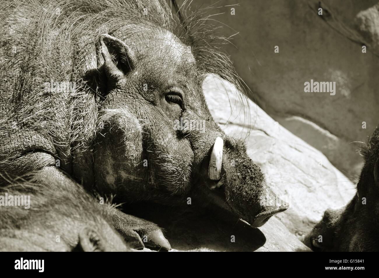 Visayan Warty Pig Stock Photo - Alamy