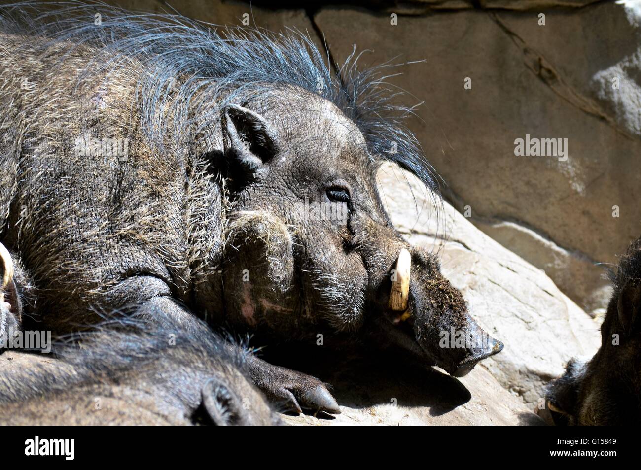Visayan Warty Pig Stock Photo - Alamy
