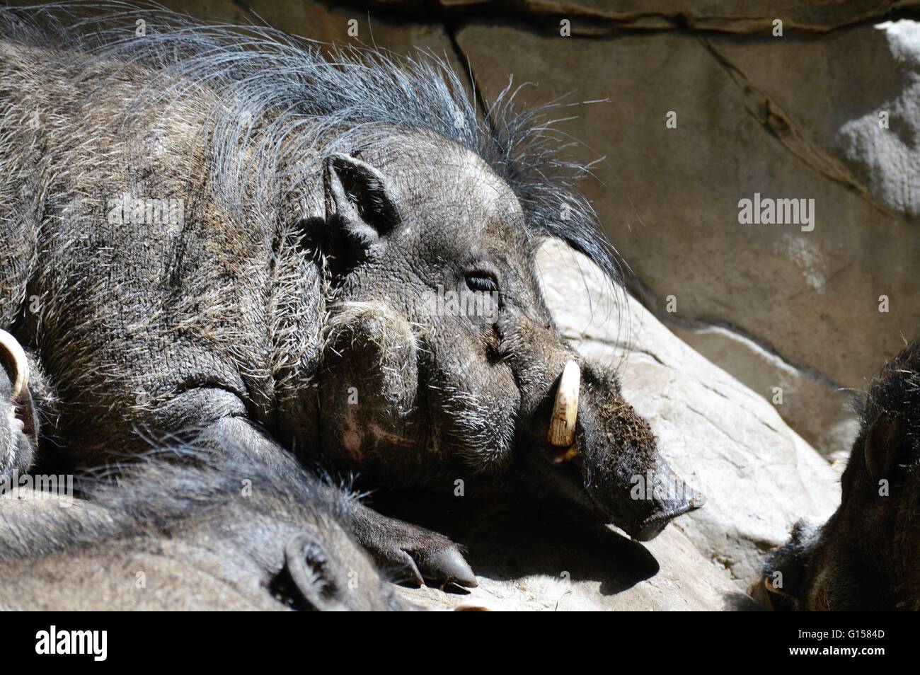 Visayan Warty Pig Stock Photo - Alamy