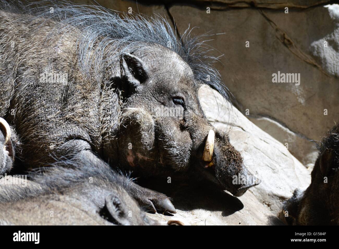 Visayan Warty Pig Stock Photo - Alamy