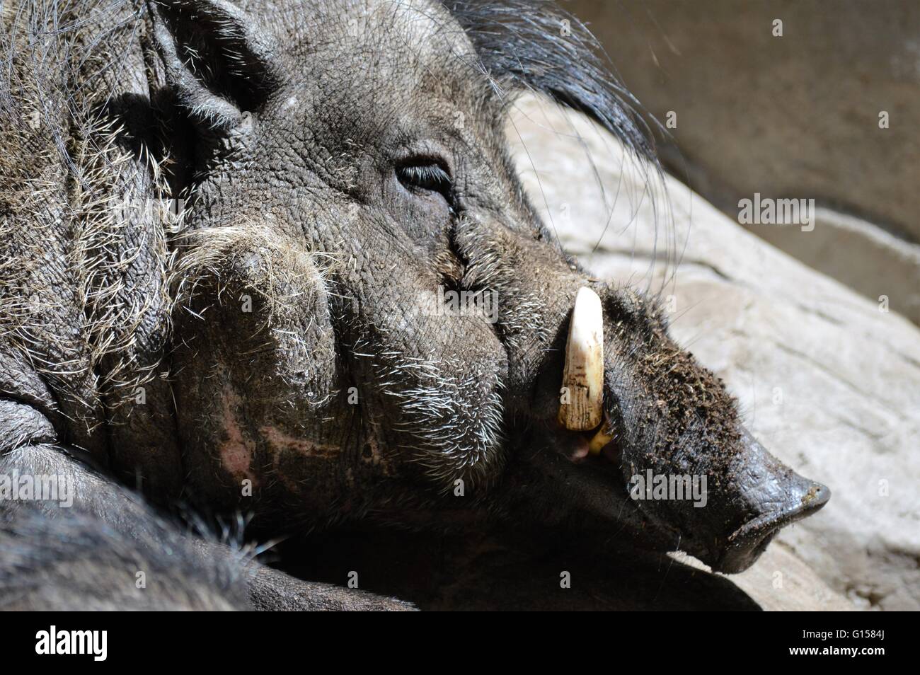 Visayan Warty Pig Stock Photo - Alamy