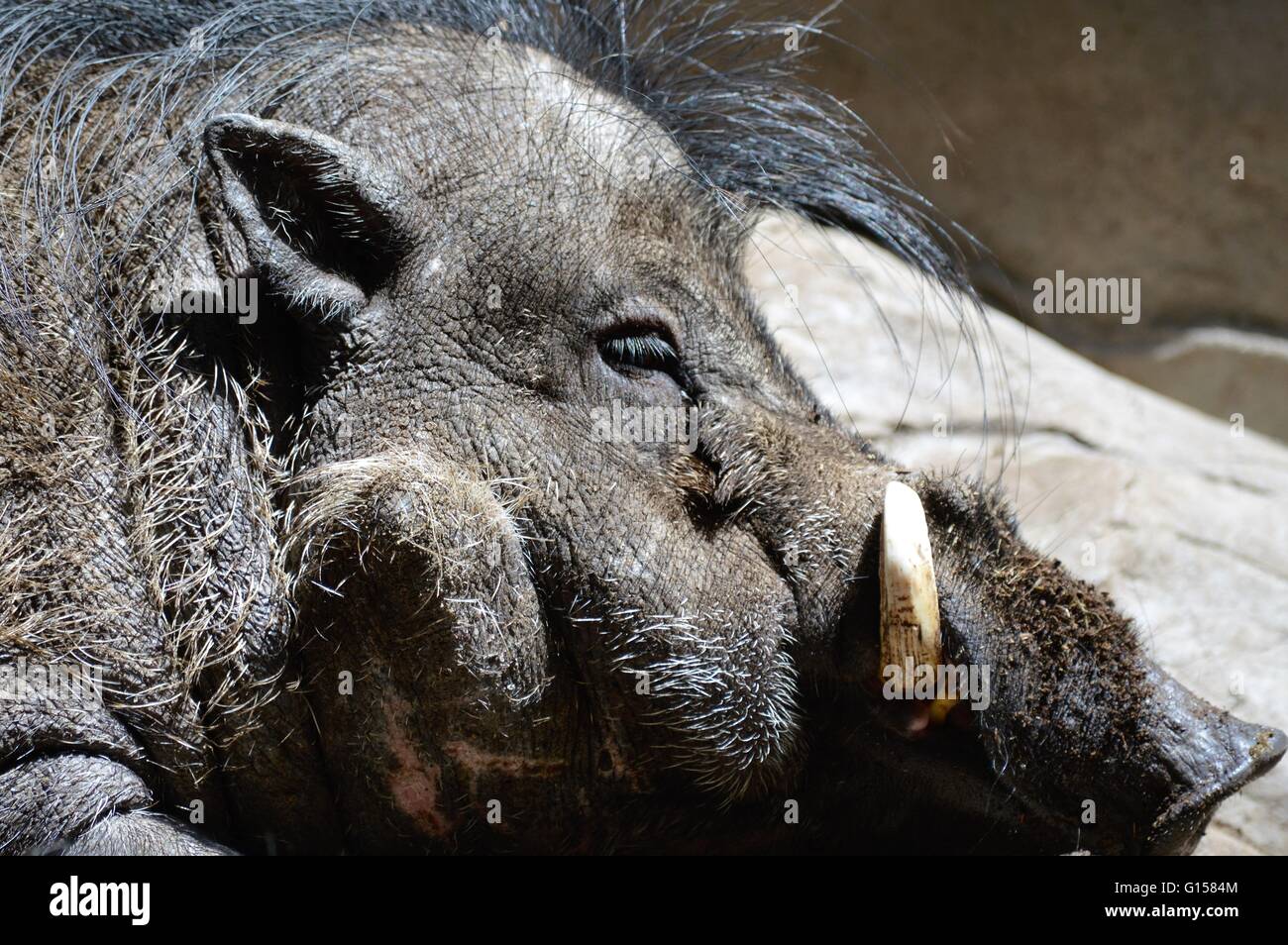 Visayan Warty Pig Stock Photo - Alamy