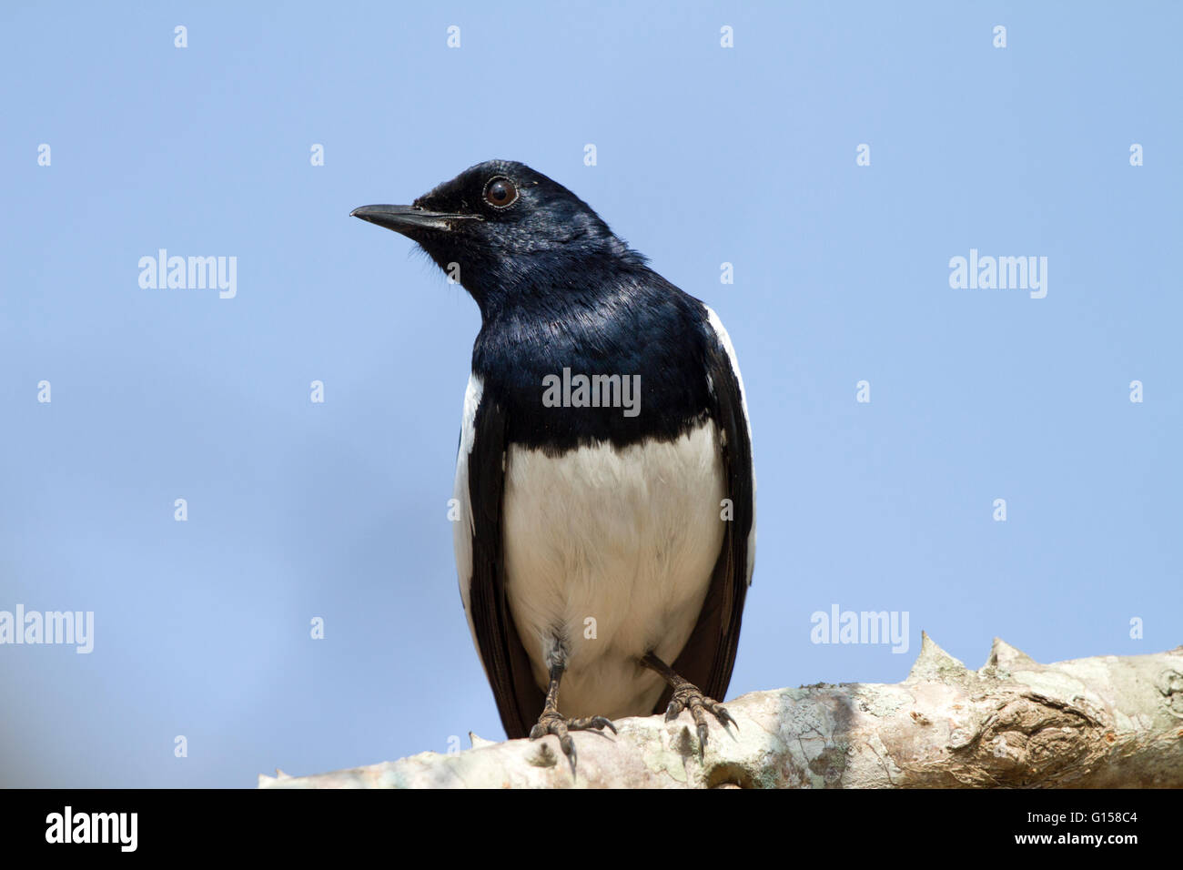 Oriental Magpie Robin, the grey and white bird Stock Photo - Alamy