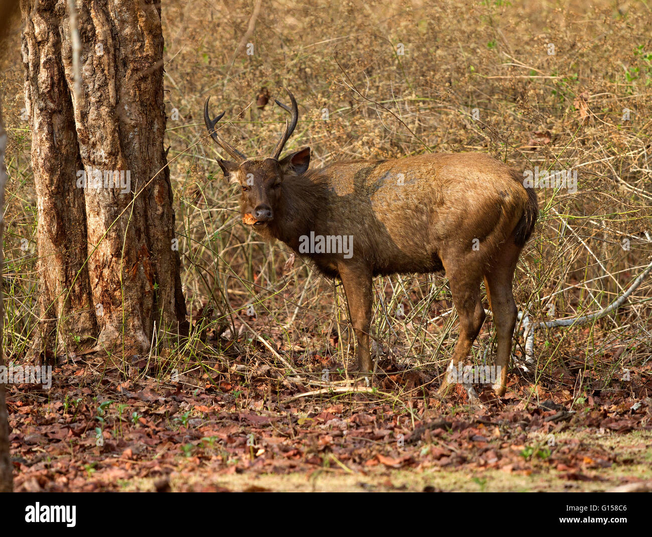 Sambar Fawn High Resolution Stock Photography and Images - Alamy