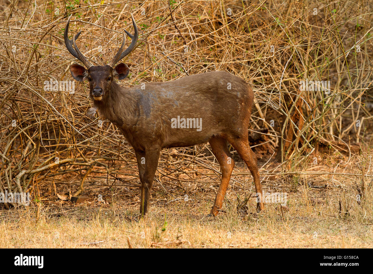 Pench national park sambar deer hi-res stock photography and images - Alamy