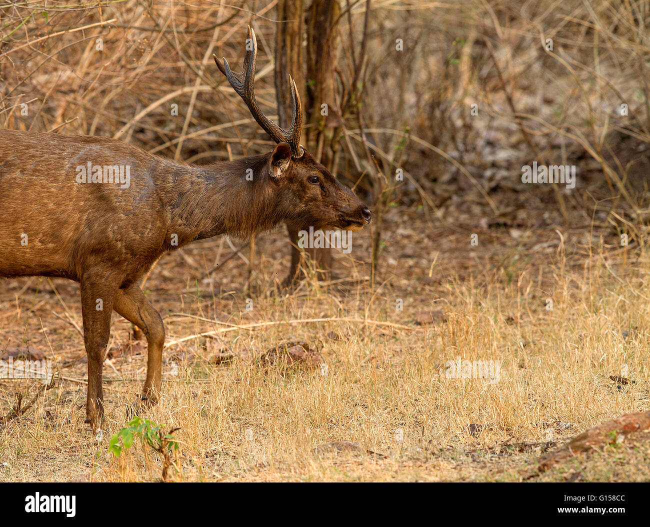 Male Sambar deer Stock Photo - Alamy